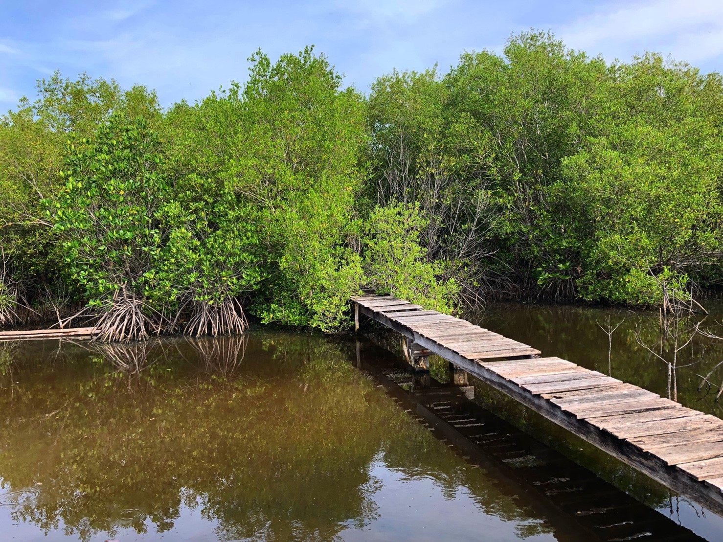 Mangrove Forest Filtration - LERD